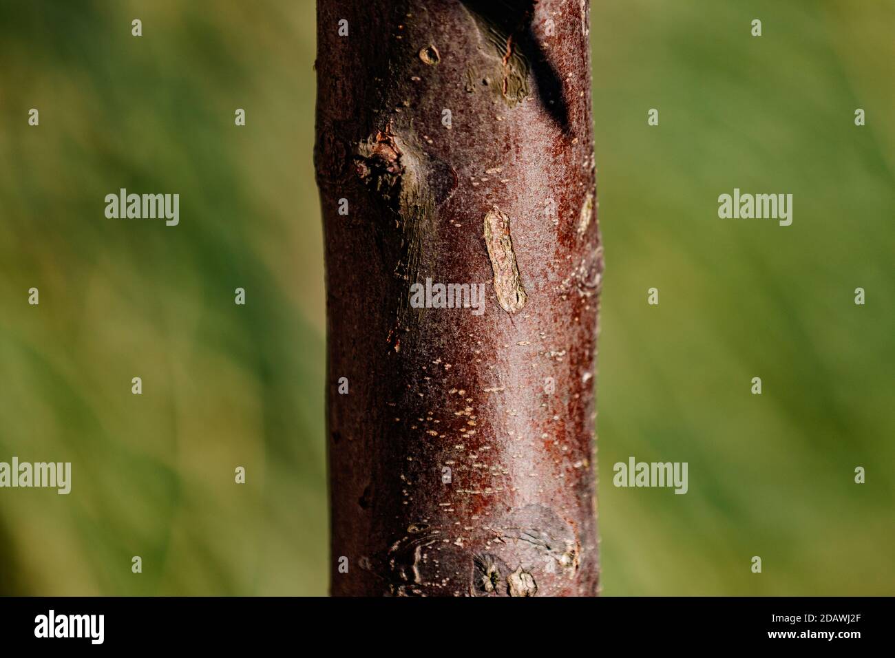 A young red-brown tree trunk with a diameter of about 8 centimeters ...