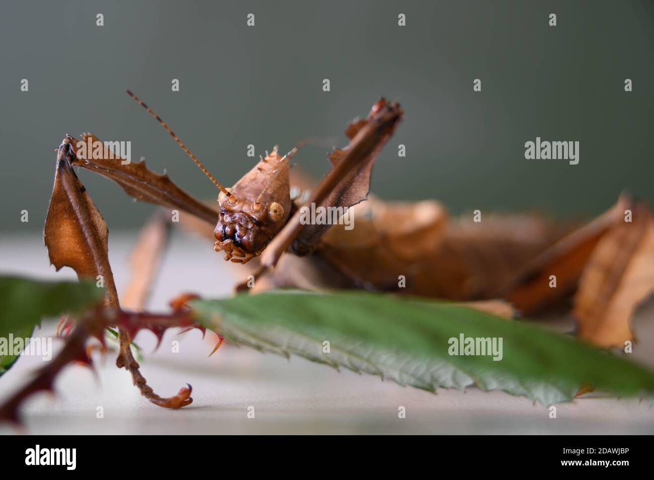 Twig camouflage hi-res stock photography and images - Alamy