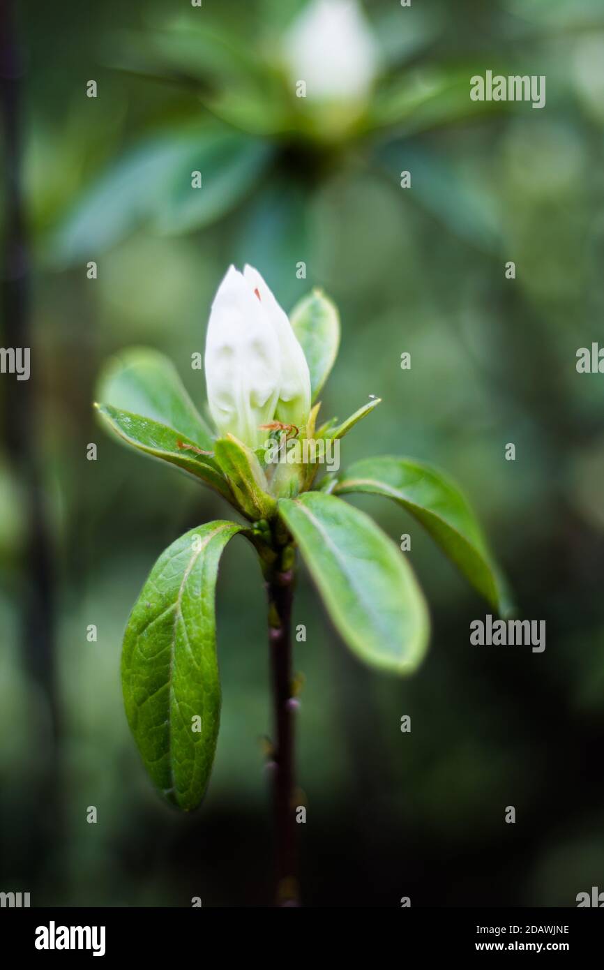 Vertical shot of a blooming swamp azalea in a garden with a blurry ...