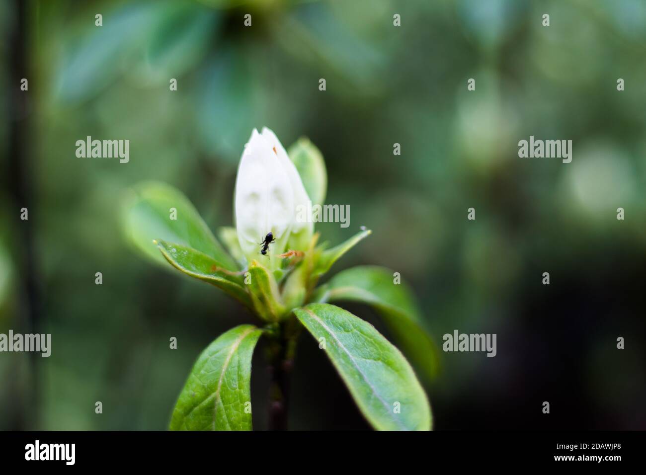 Closeup of a blooming swamp azalea in a garden with a blurry background ...