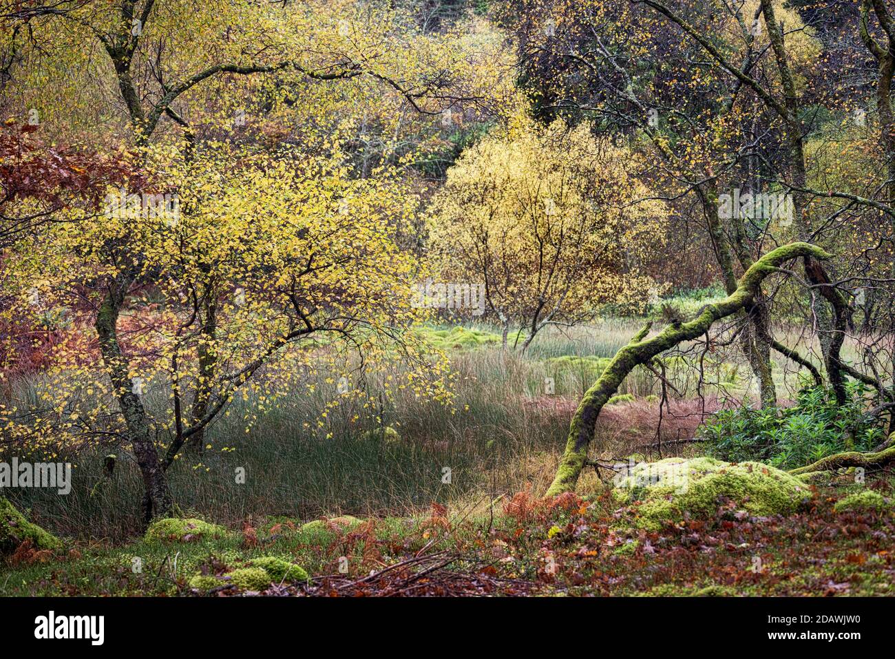 Manesty hi-res stock photography and images - Alamy