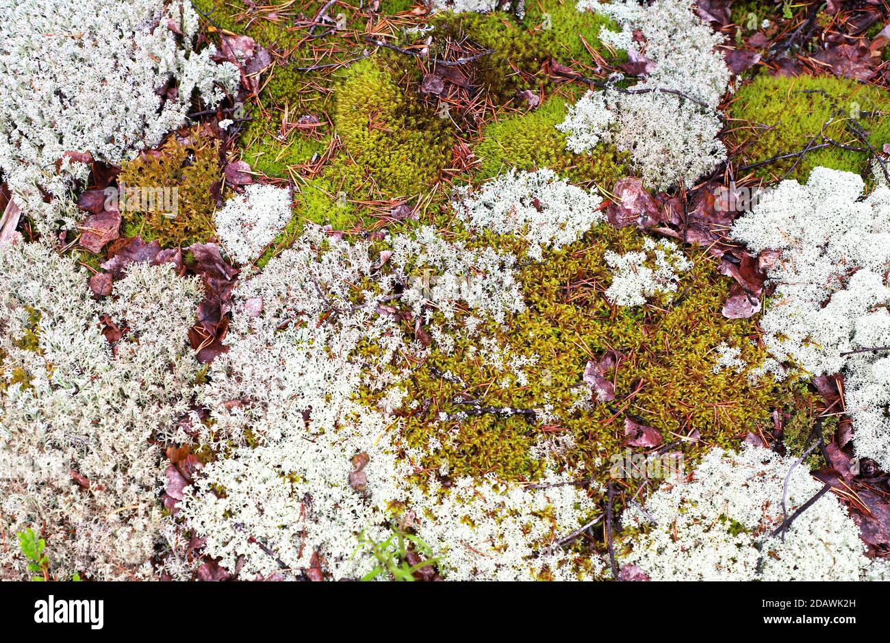 White, yellow and green moss and lichen on the ground in a forest Stock ...