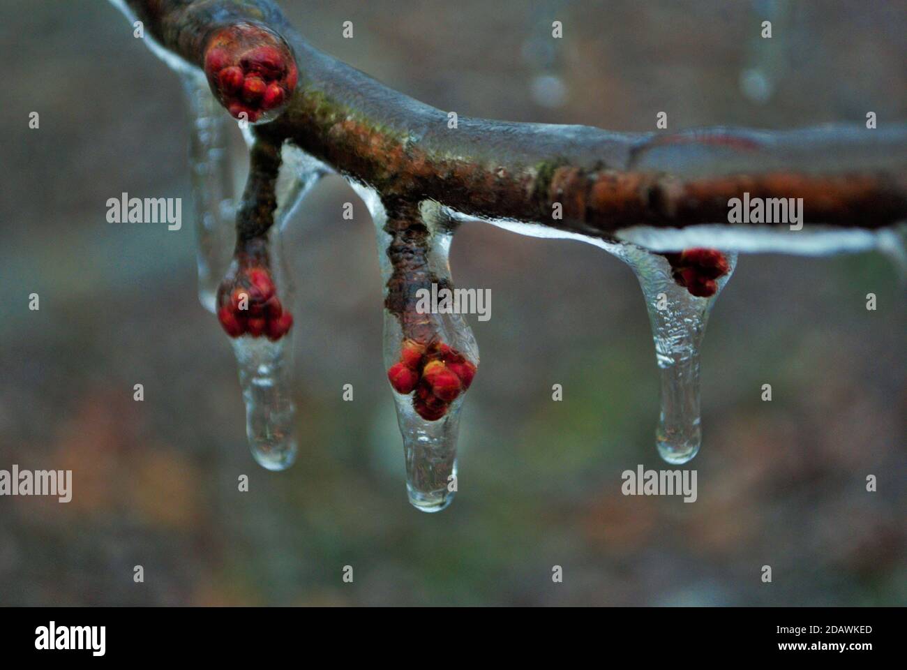 Winter scene with thick ice covering a tree branch Stock Photo - Alamy