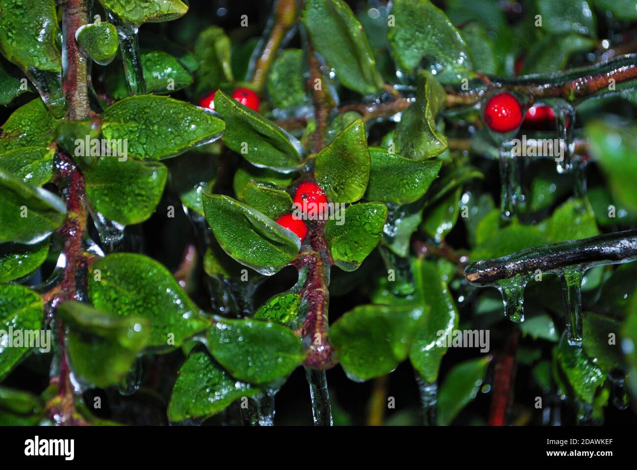 Winter scene with thick ice covering a plant and berries Stock Photo ...