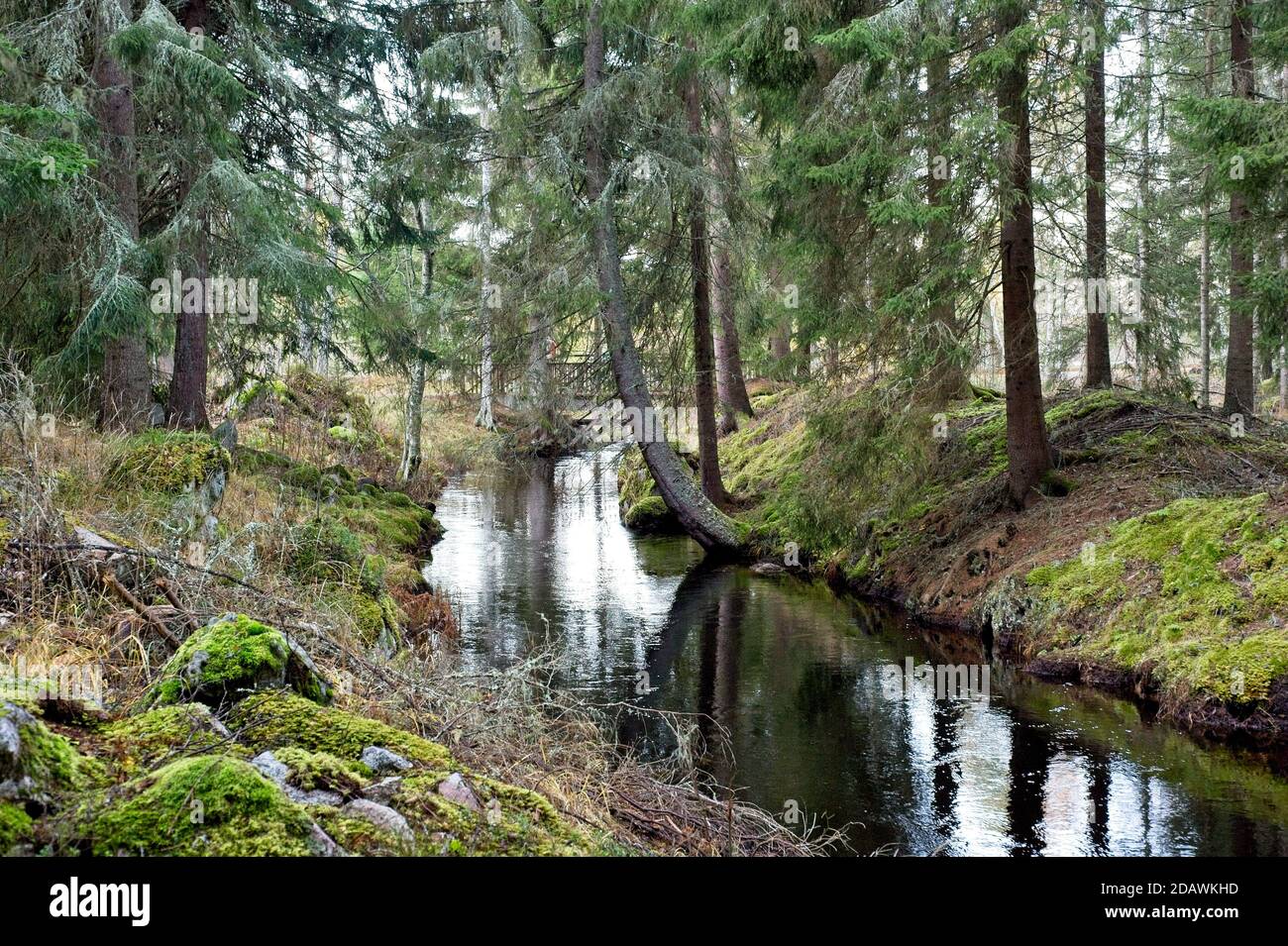 Forest scenes on a cold november day in Dalarna Sweden Stock Photo - Alamy