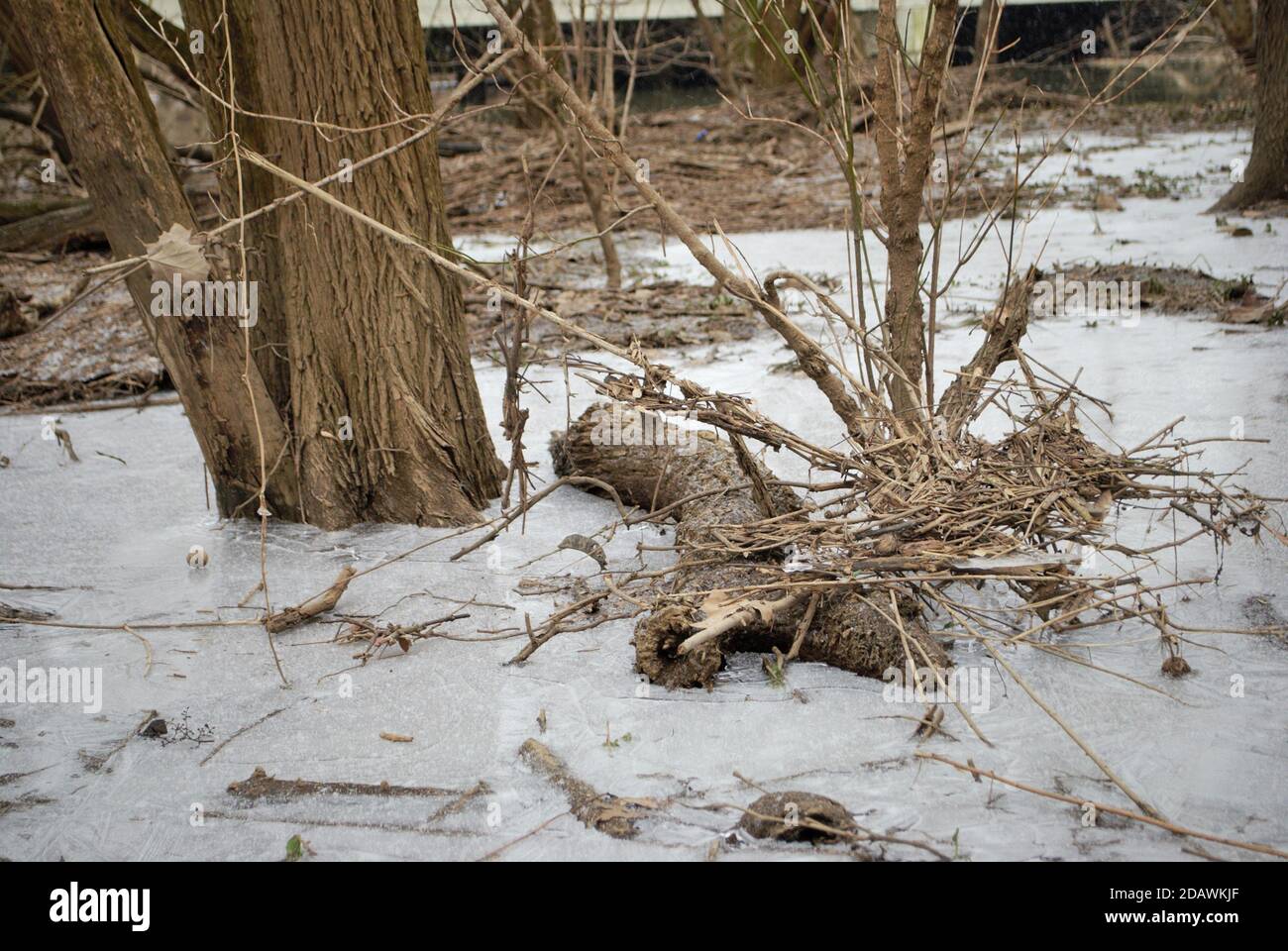 Winter scene of an ice covered forest close up detail Stock Photo - Alamy