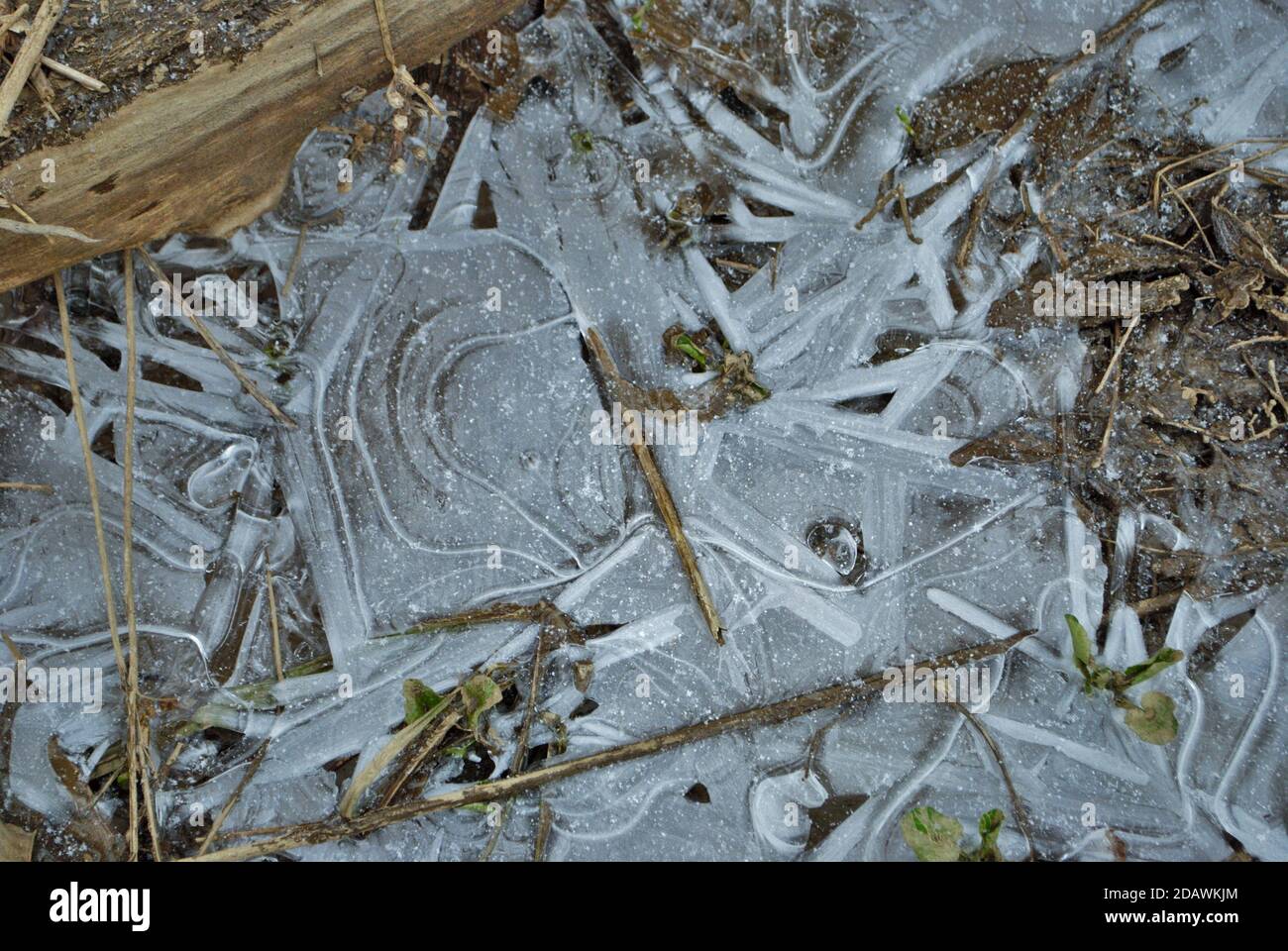 Winter scene of an ice covered forest close up detail Stock Photo - Alamy