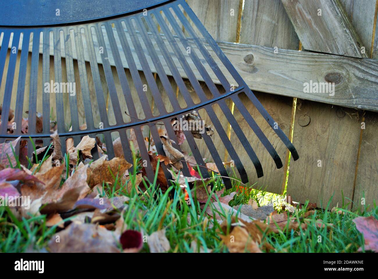 Pile of leaves and a rake leaning against a fence fall background Stock ...