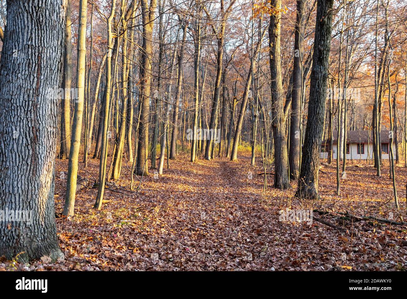 Prairieville, Michigan - Early morning sun lights up a trail leading to ...