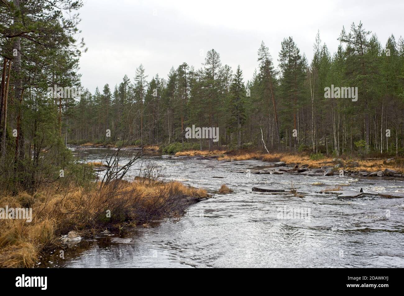 Forest scenes on a cold november day in Dalarna Sweden Stock Photo - Alamy
