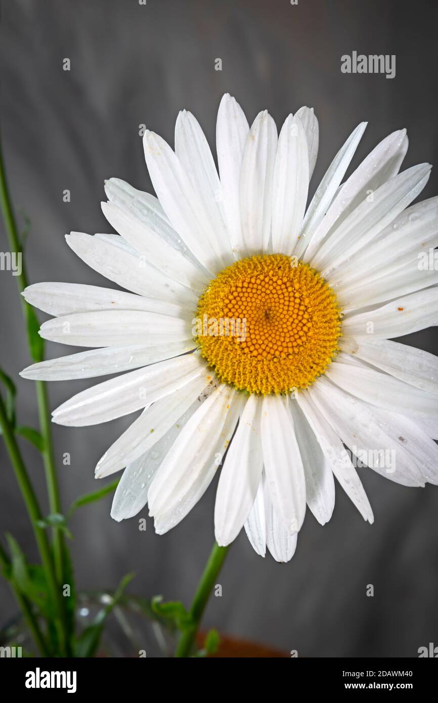 Creeping daisy hi-res stock photography and images - Alamy