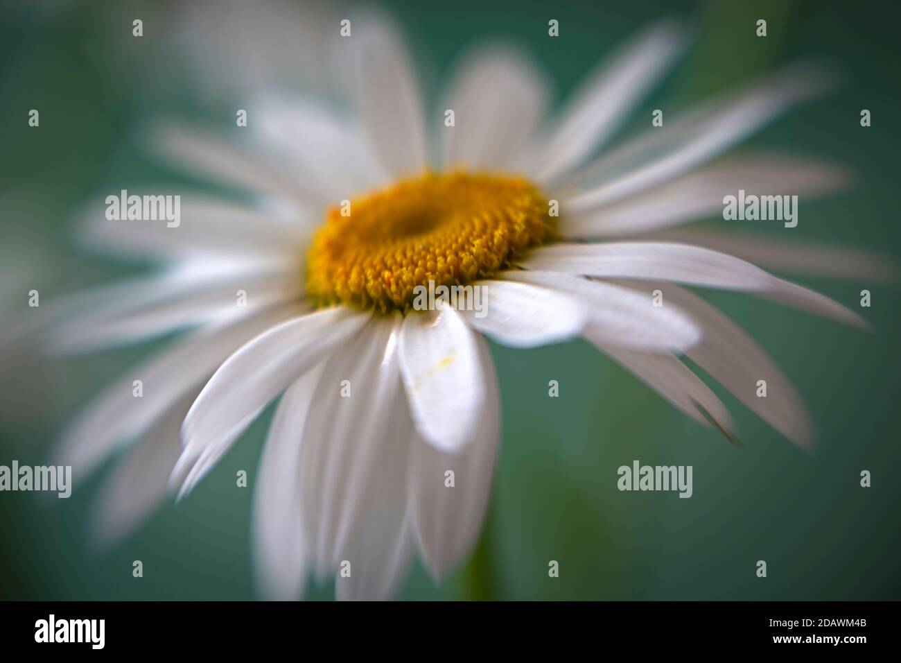 Creeping daisy hi-res stock photography and images - Alamy