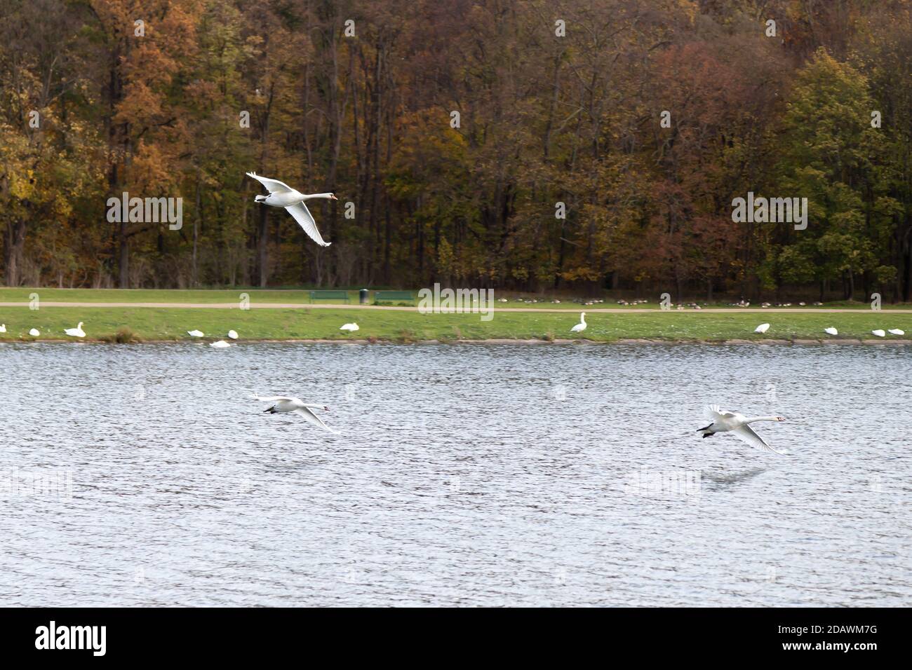 three swans are flying over a lake in a park, outdoors Stock Photo - Alamy