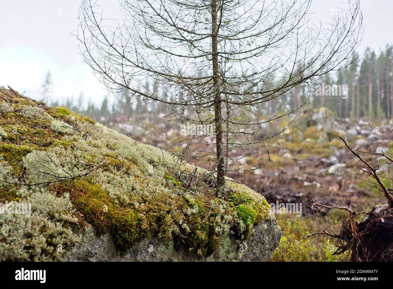Forest scenes on a cold november day in Dalarna Sweden Stock Photo - Alamy