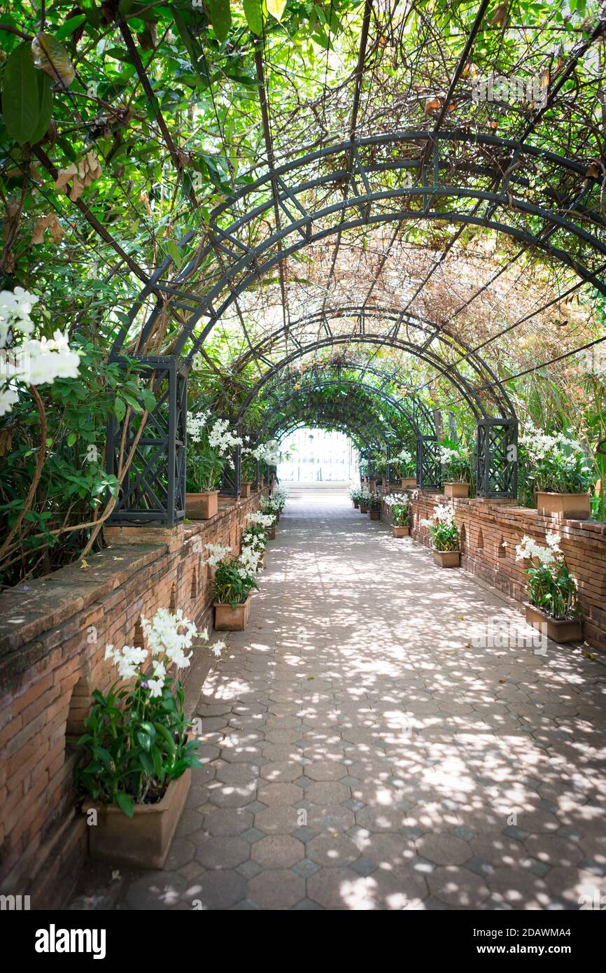 Beautiful walkway with tree arch in the park Stock Photo - Alamy