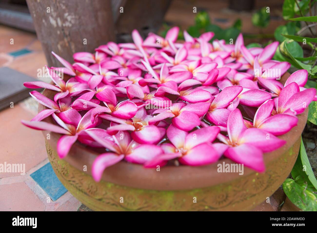 Plumeria flowers in terracotta pot Stock Photo - Alamy