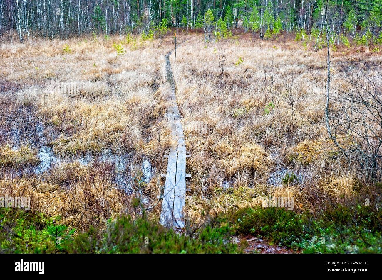 Forest scenes on a cold november day in Dalarna Sweden Stock Photo - Alamy