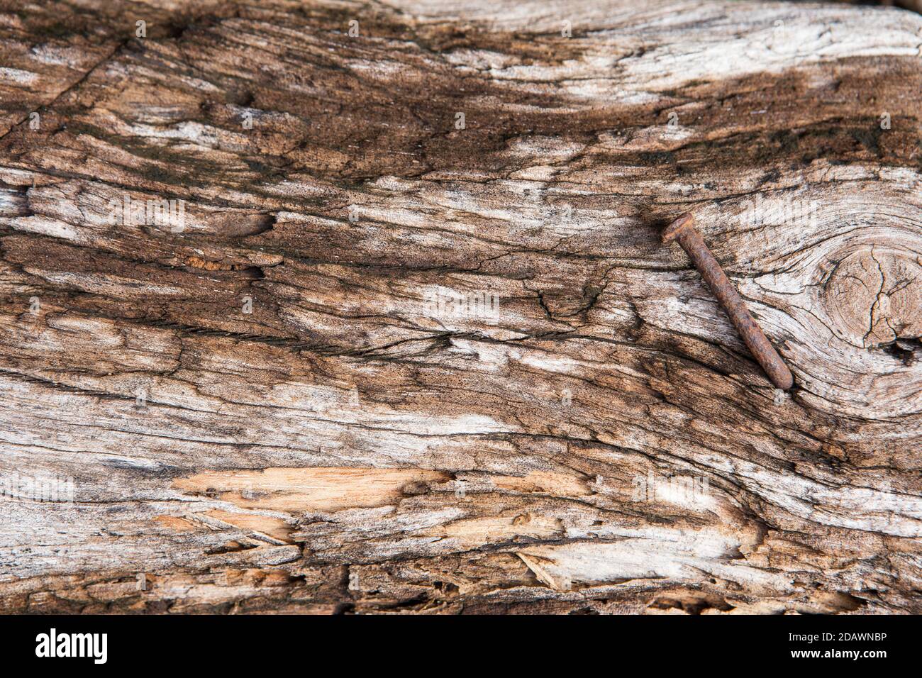 Beautiful pattern on wood texture background Stock Photo - Alamy
