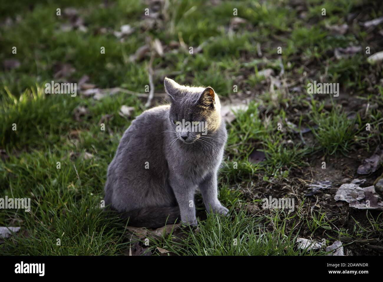 Wild gray cat in street, domestic animals in the wild, pets Stock Photo ...
