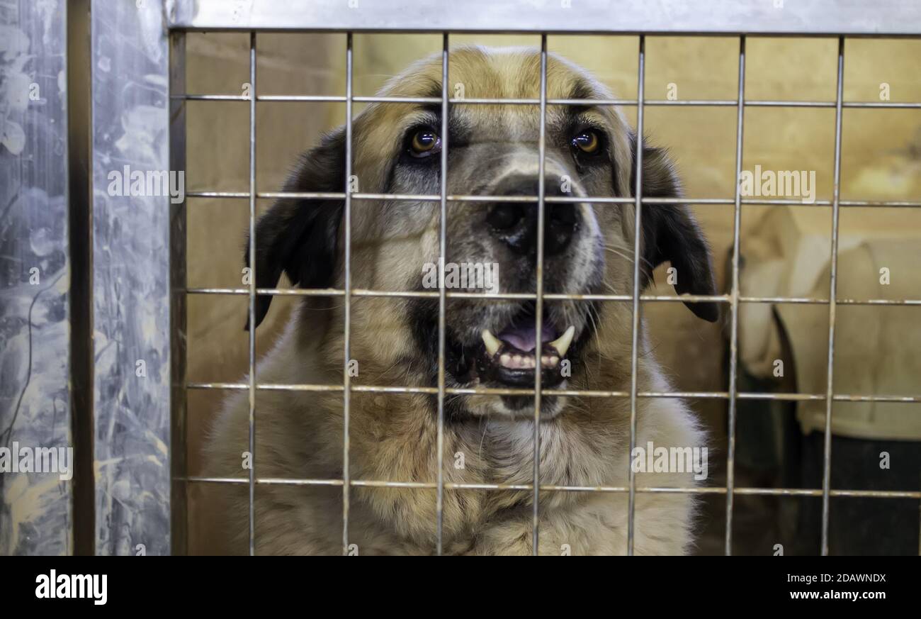Dog in enclosed kennel, abandoned animals, abuse Stock Photo - Alamy