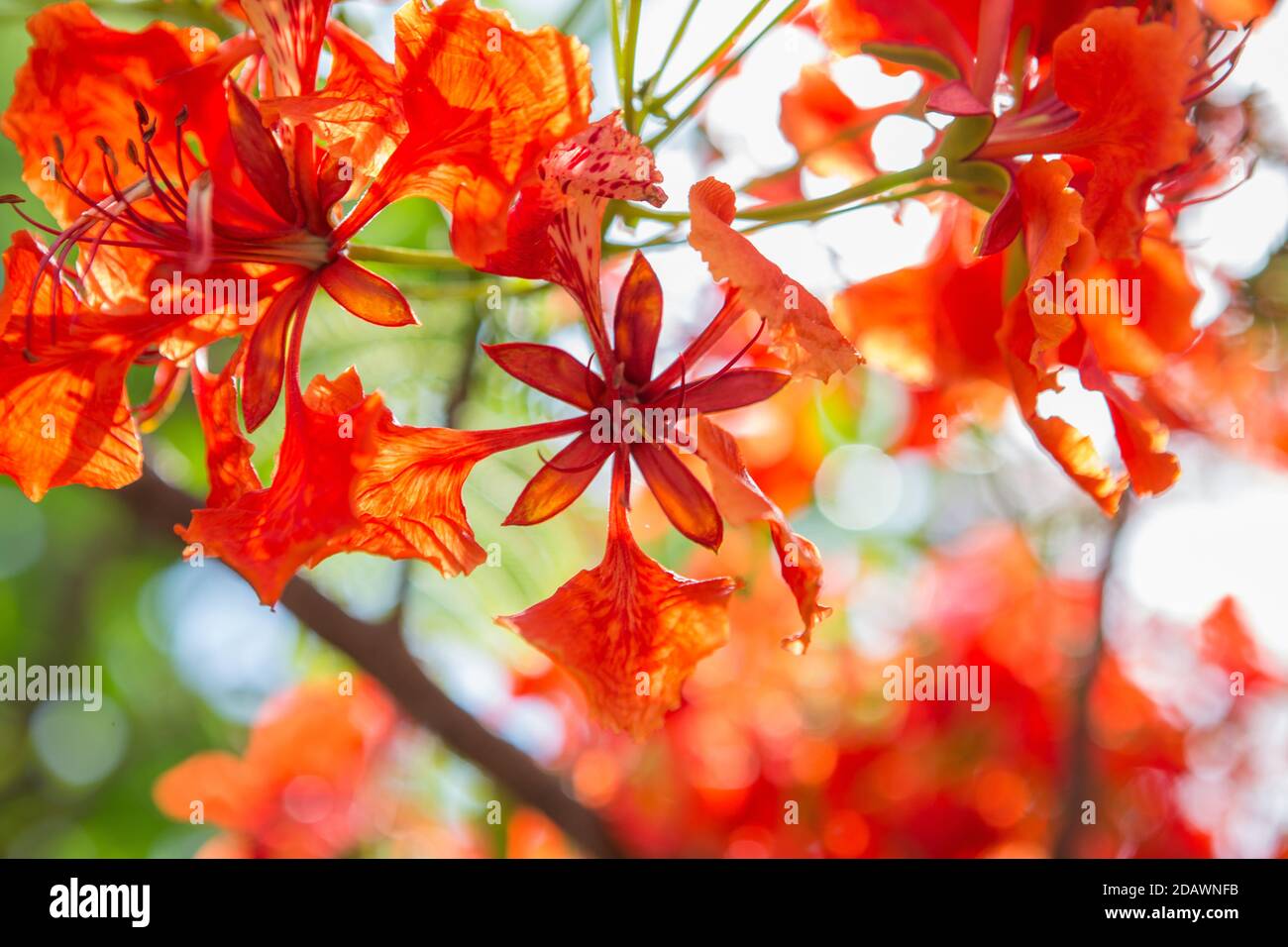 Peacock flower tree hi-res stock photography and images - Alamy