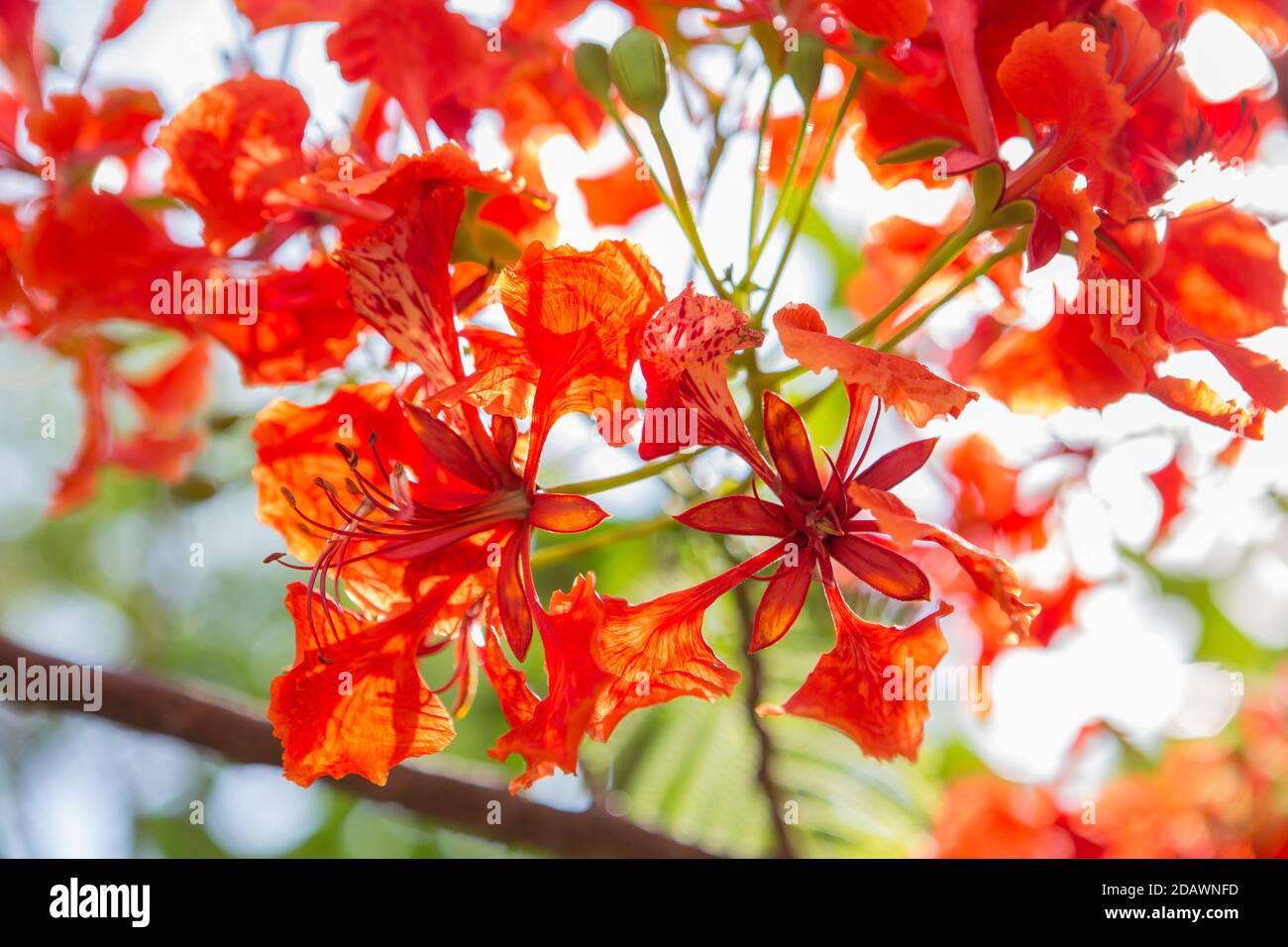 Peacock flower tree hi-res stock photography and images - Alamy