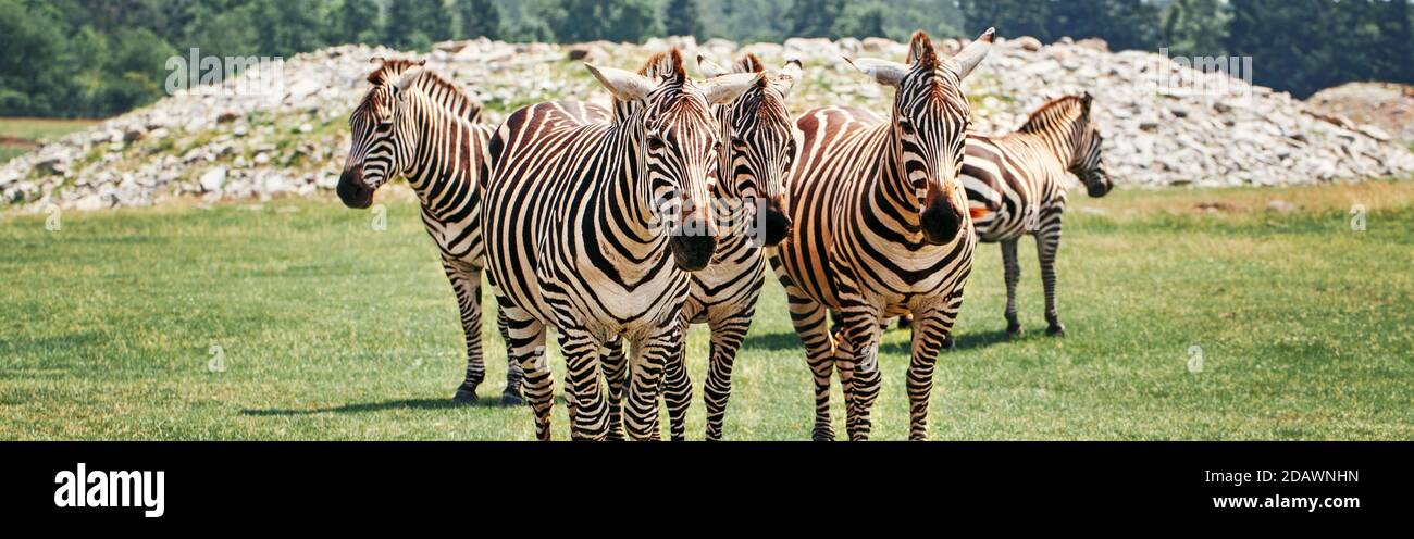 A herd of plains zebra standing together in savanna park on summer day ...