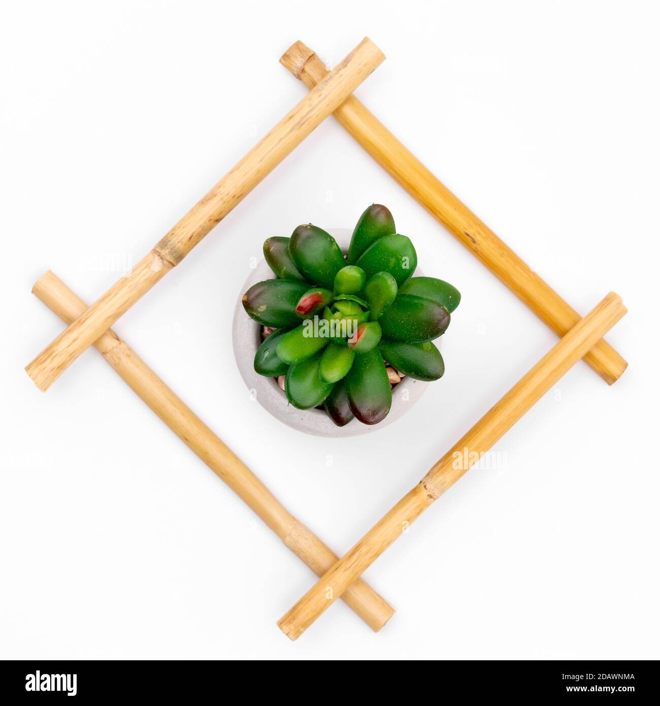 Green succulent in bamboo frame on white studio background Stock Photo ...