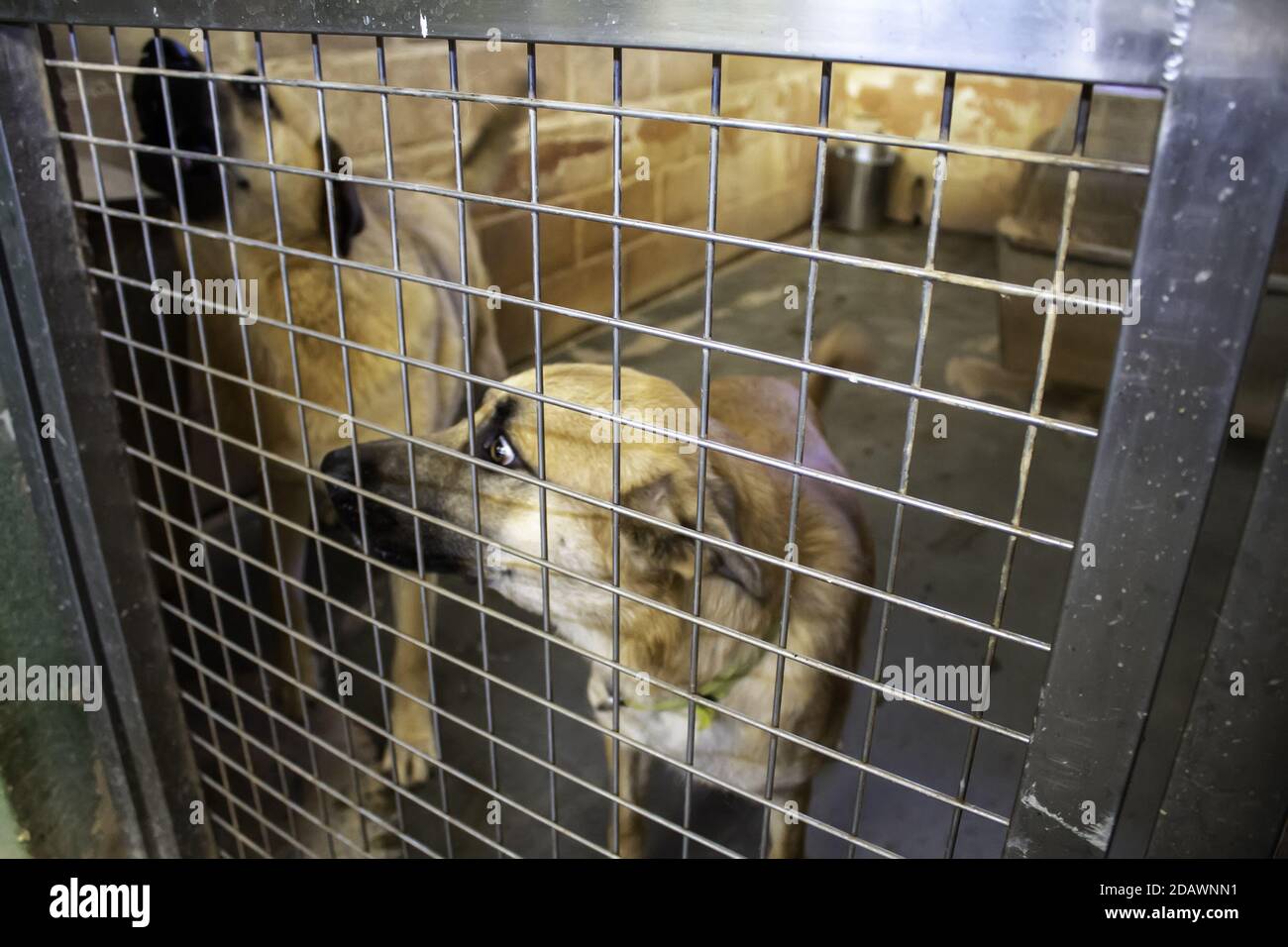 Dog in enclosed kennel, abandoned animals, abuse Stock Photo - Alamy