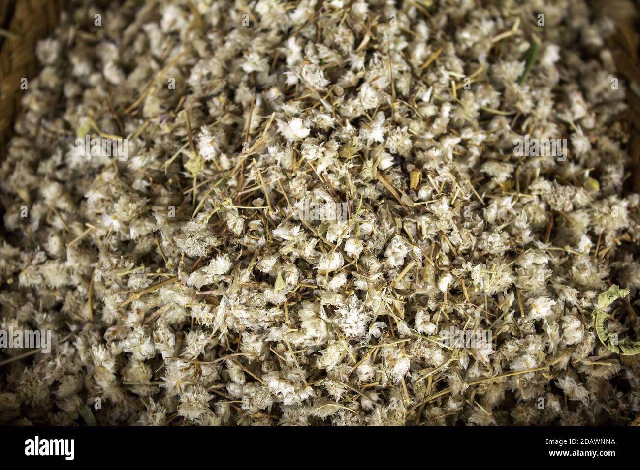 Chamomile leaves hi-res stock photography and images - Alamy