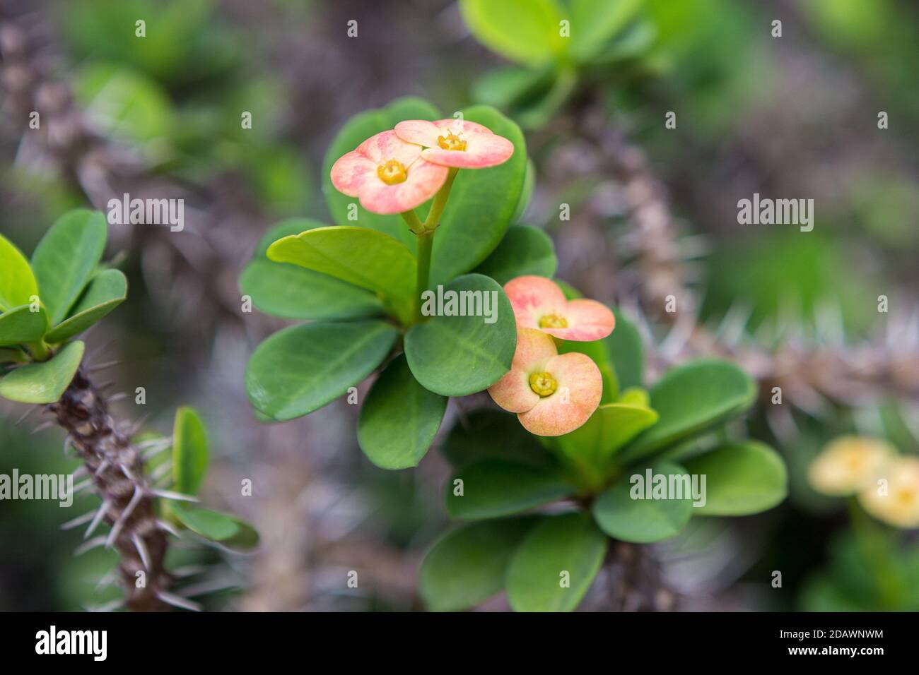 Christ thorn hi-res stock photography and images - Alamy