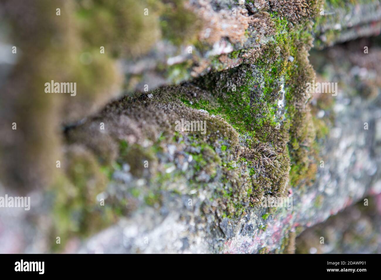 Moss concrete block hi-res stock photography and images - Alamy