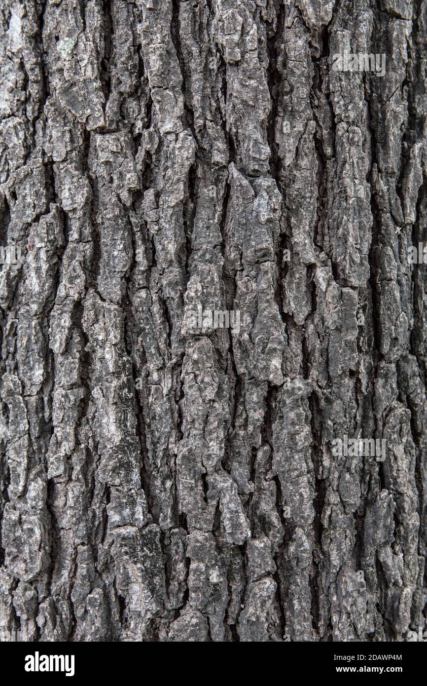 Tree bark texture background Stock Photo - Alamy