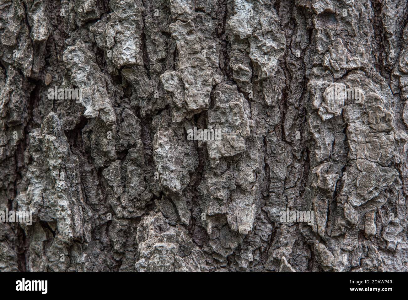Tree bark texture background Stock Photo - Alamy