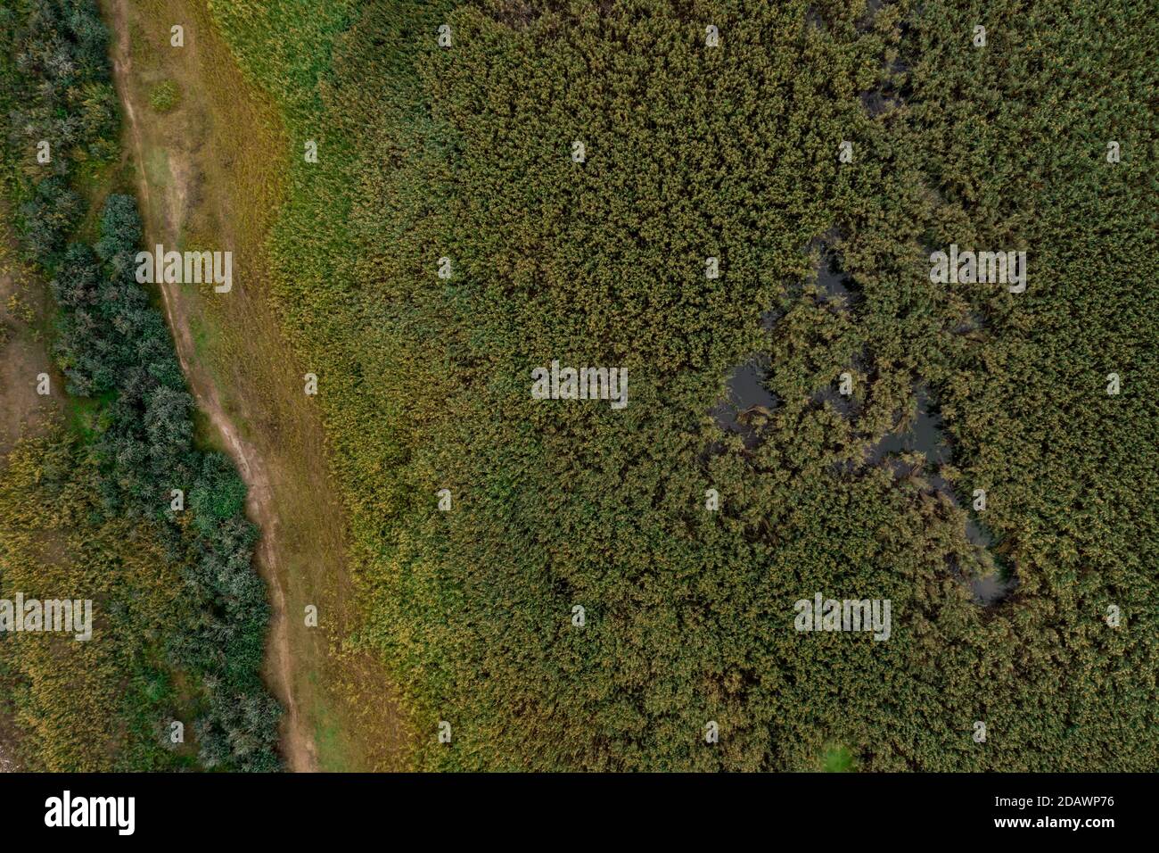Aerial top view of grinery, Rainforest ecosystem and healthy ...