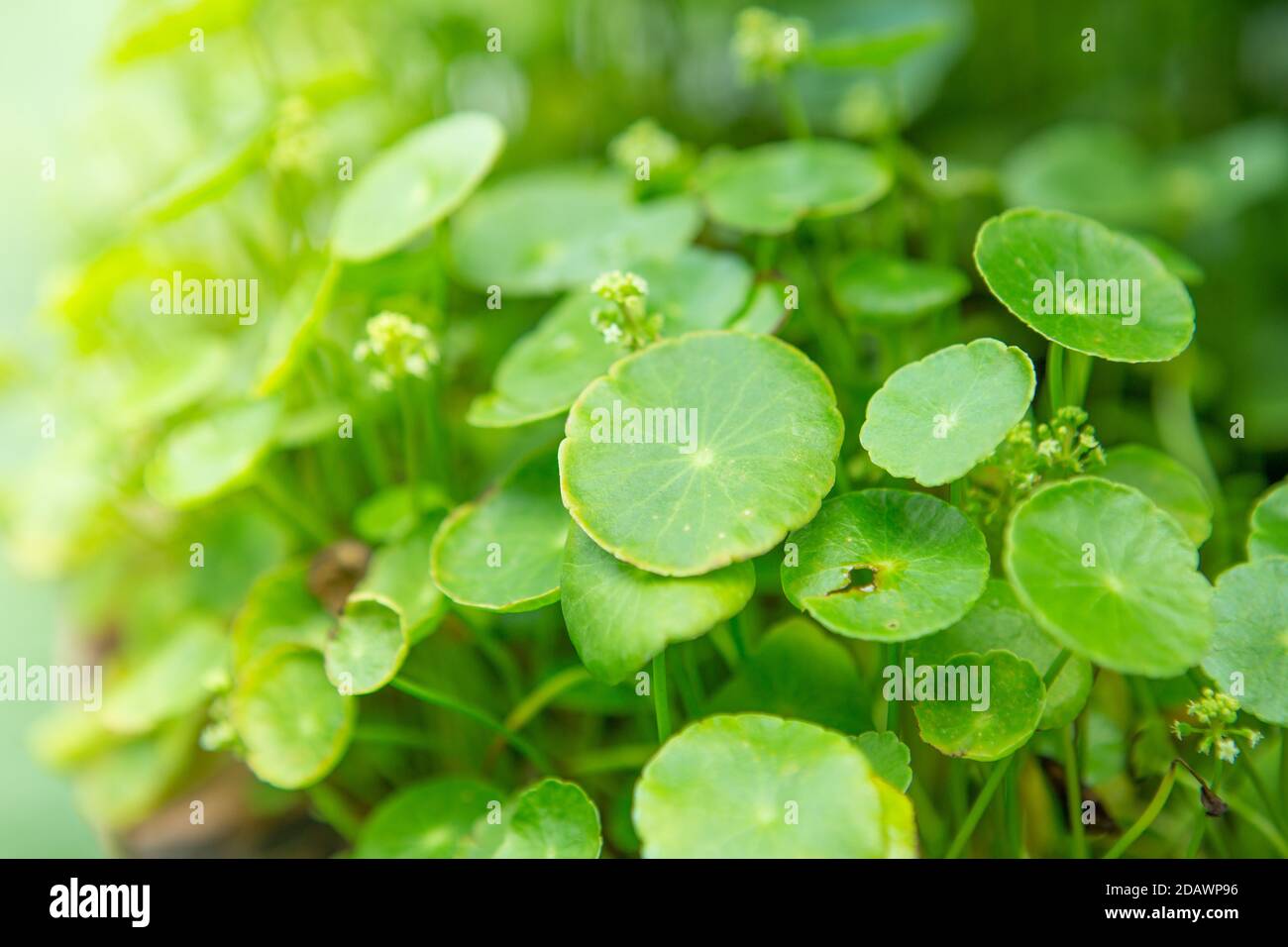 Asiatic pennywort plant hi-res stock photography and images - Alamy