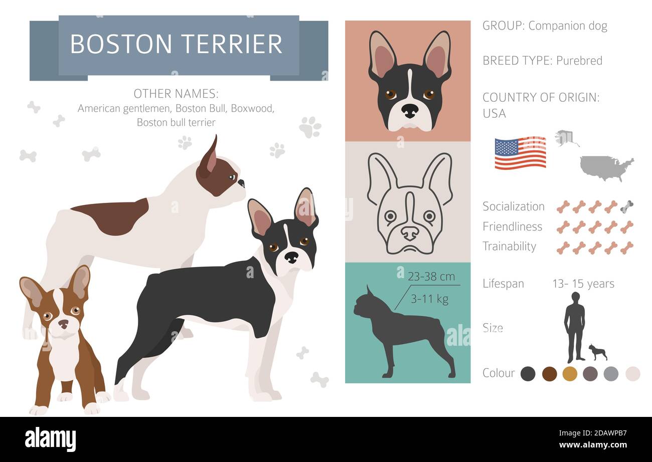 Boston terrier infographic. Different coat colors set. Vector ...
