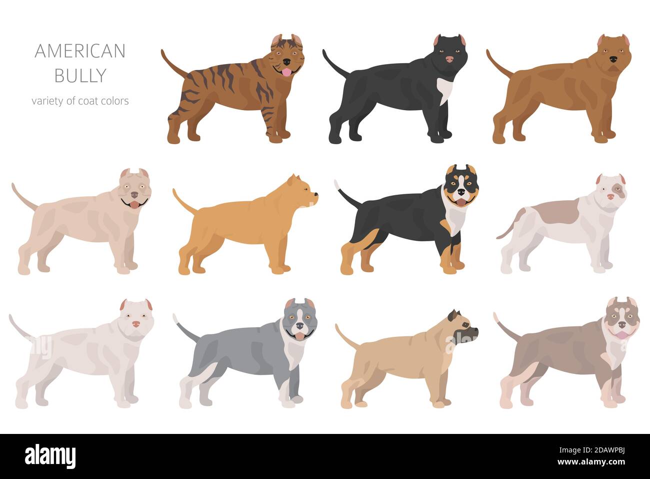 American bully Stock Vector Images - Alamy