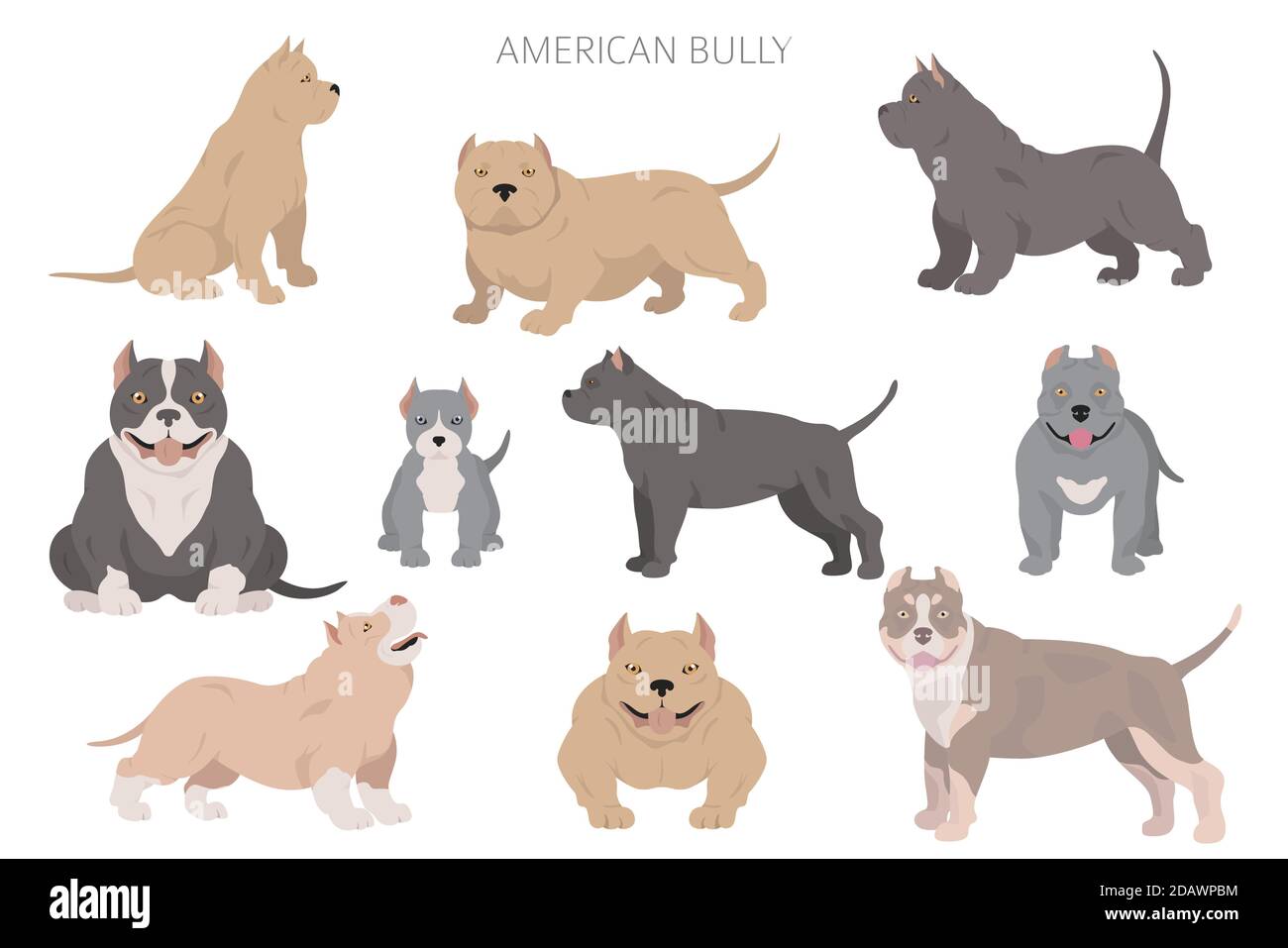 American bully dogs set. Color varieties, different poses. Dogs ...