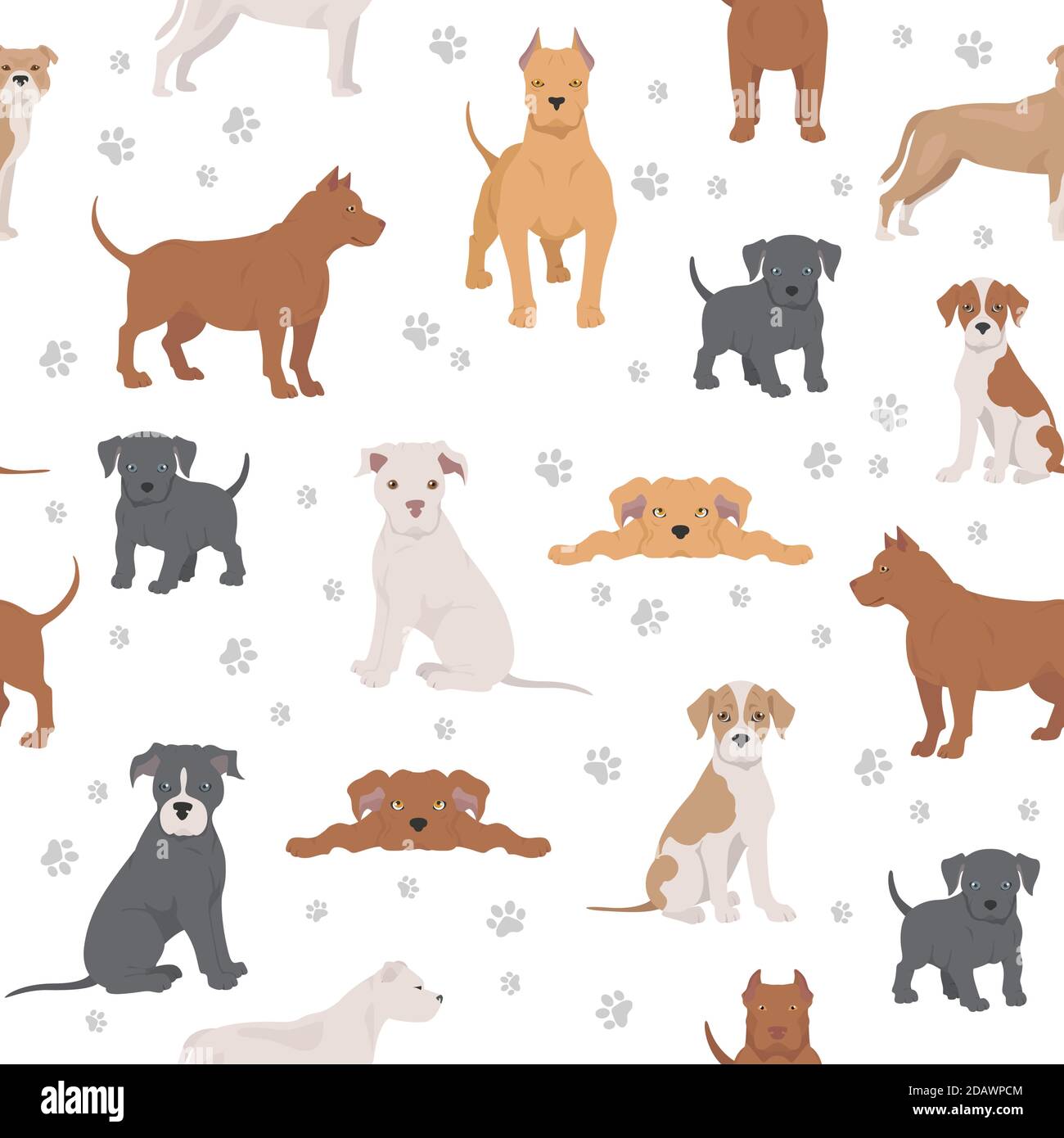 American pit bull terrier dogs set. Color varieties, different poses ...