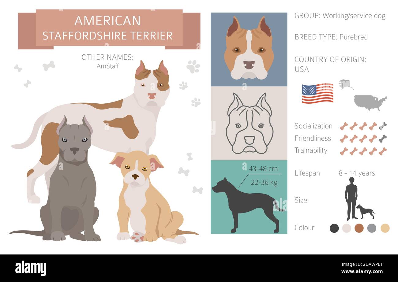 American staffordshire terrier dogs set. Color varieties, different ...