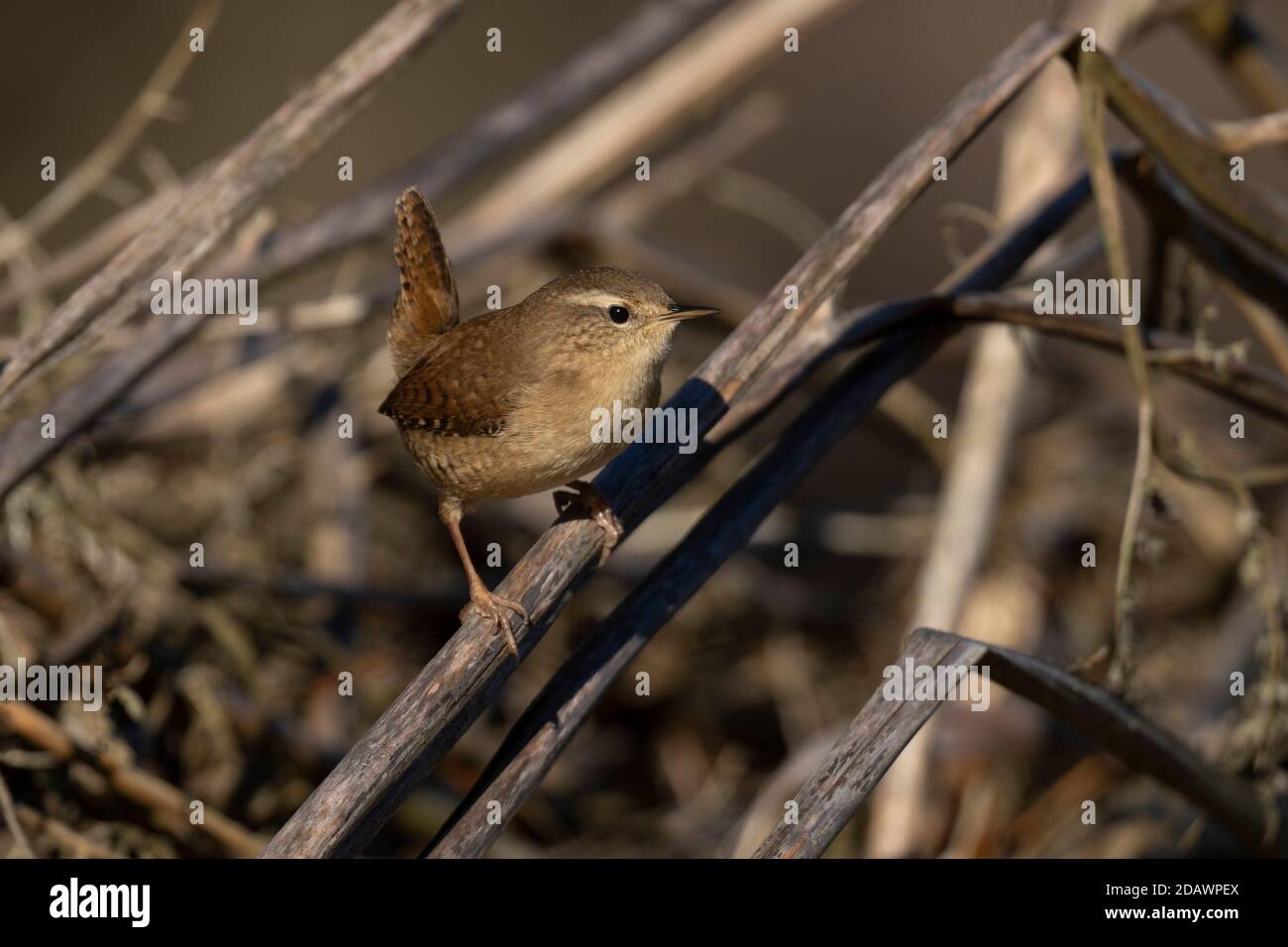 Wren tail hi-res stock photography and images - Alamy