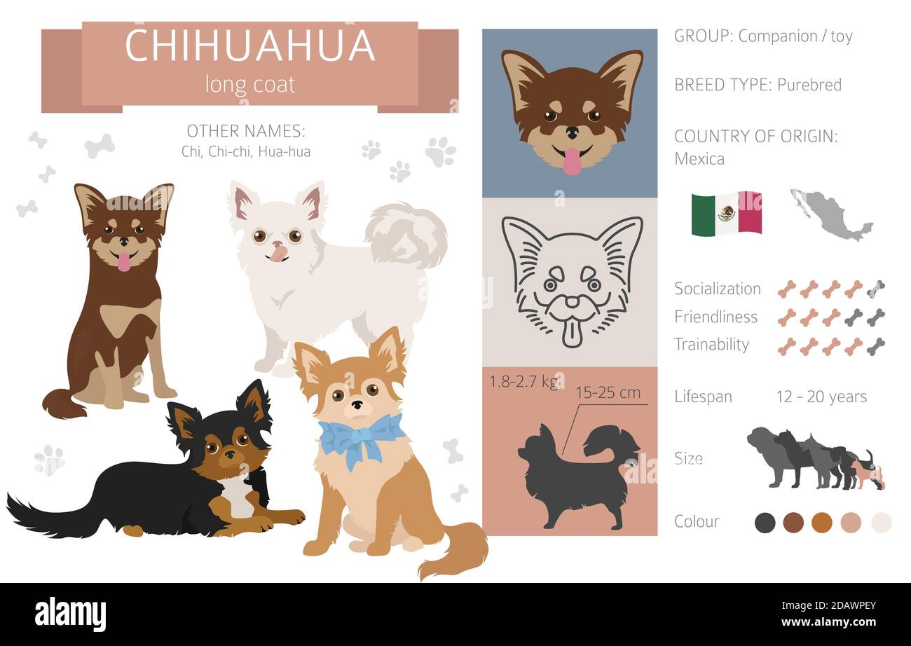 Chi dog Stock Vector Images - Alamy