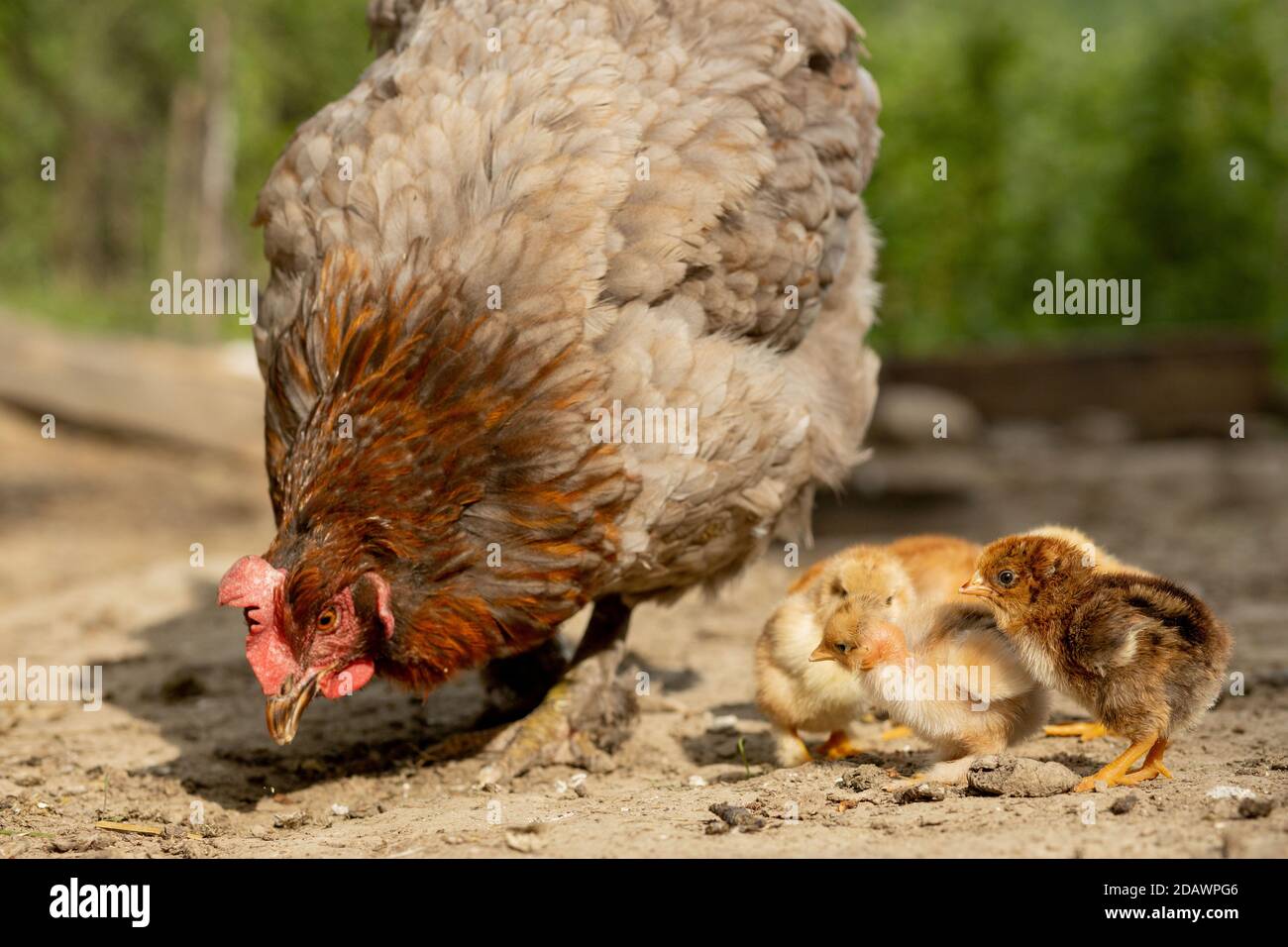 Closeup of a mother chicken with its baby chicks on the farm. Hen with ...