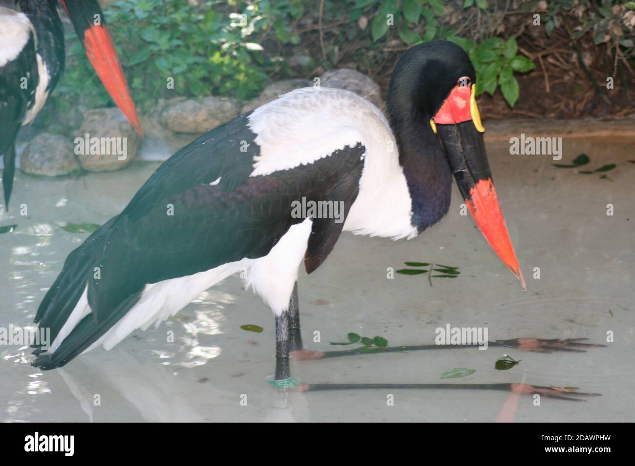 African Jabiru High Resolution Stock Photography and Images - Alamy
