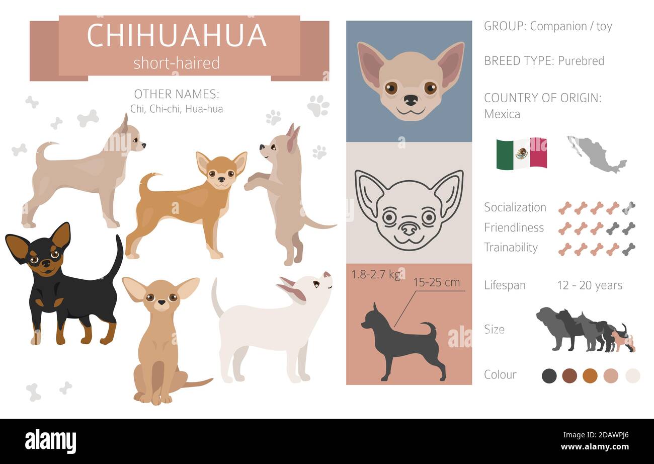 Deer head chihuahua hi-res stock photography and images - Alamy