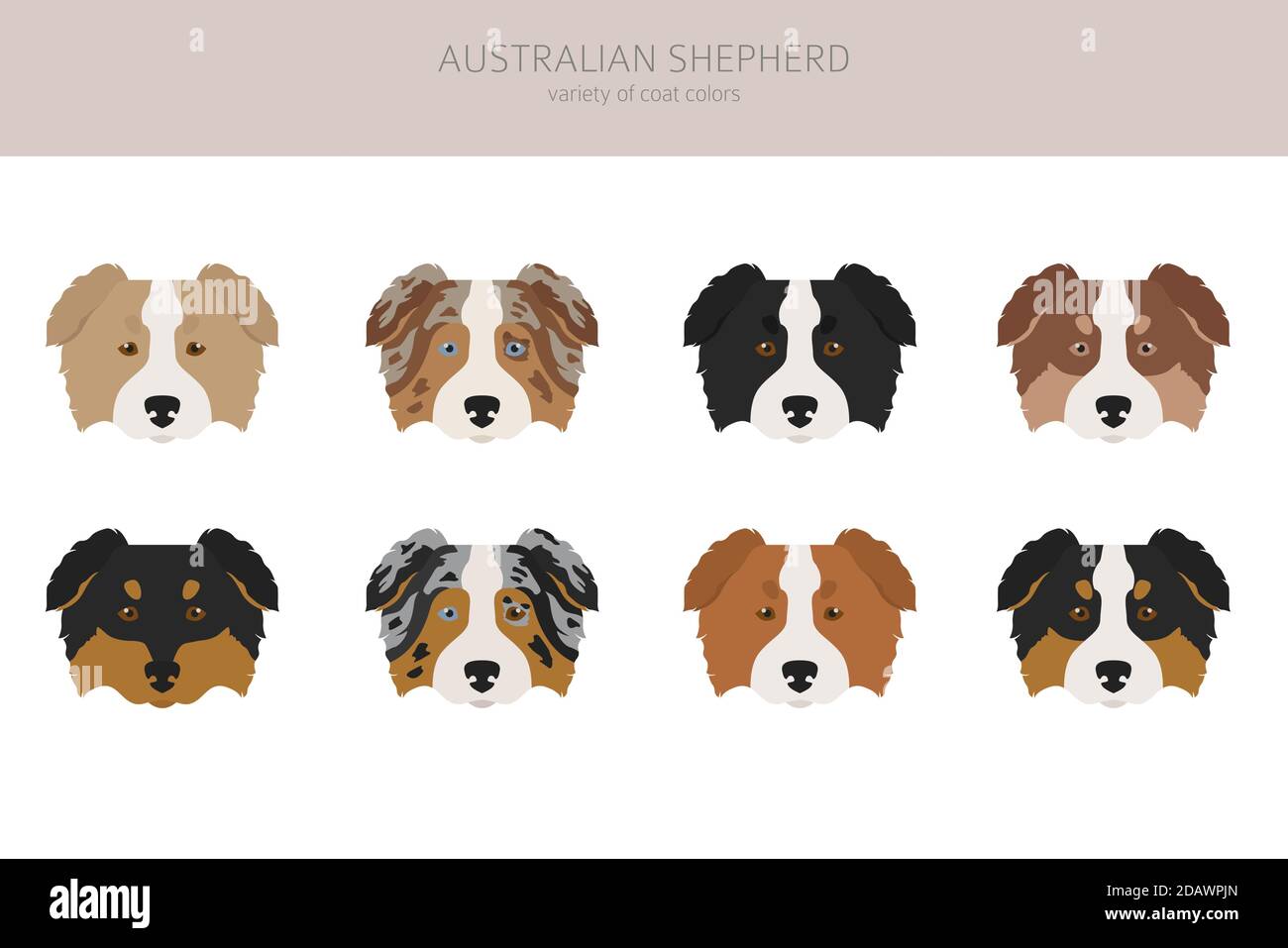 Australian shepherd dog without tail. Different variations of coat ...