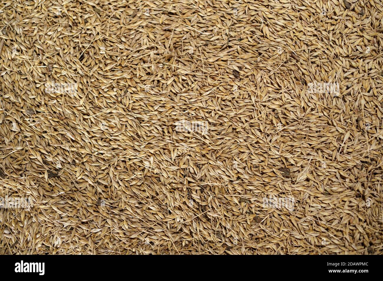 Background grain barley, malt ingredient base to make beer, texture of ...