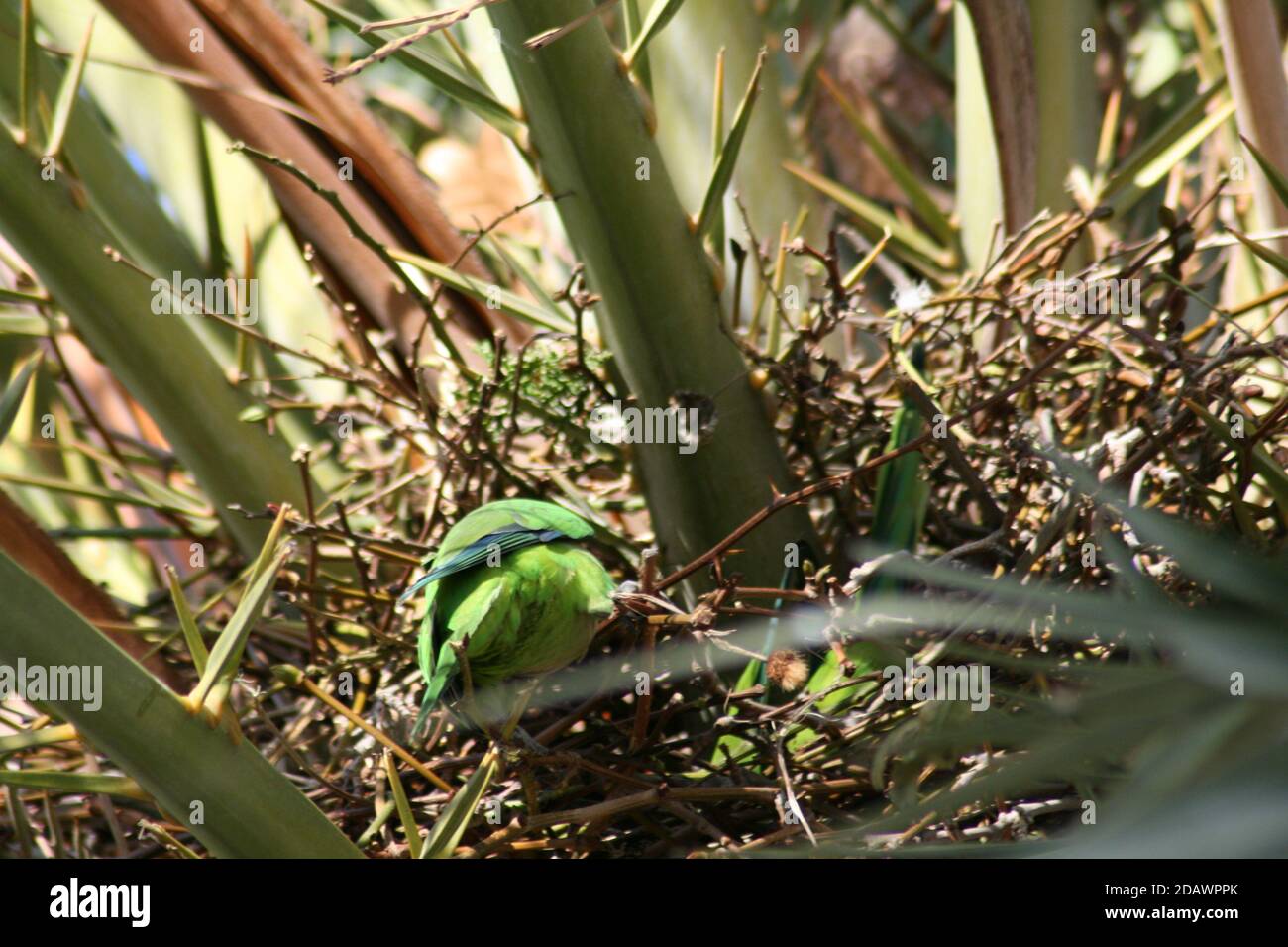 parrot building its nest with branches Stock Photo - Alamy