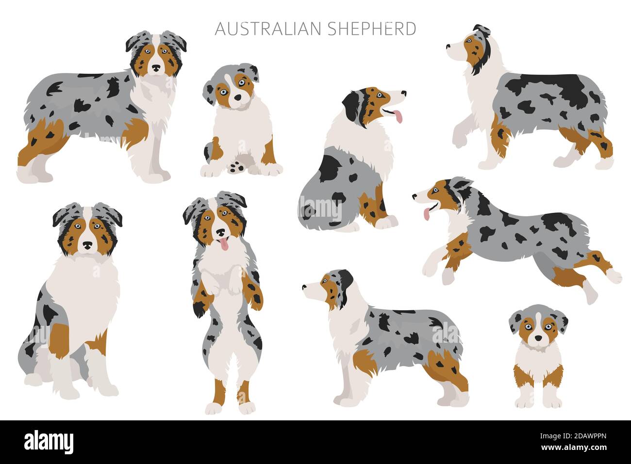 Australian shepherd dogs set. Color varieties, different poses. Dogs ...